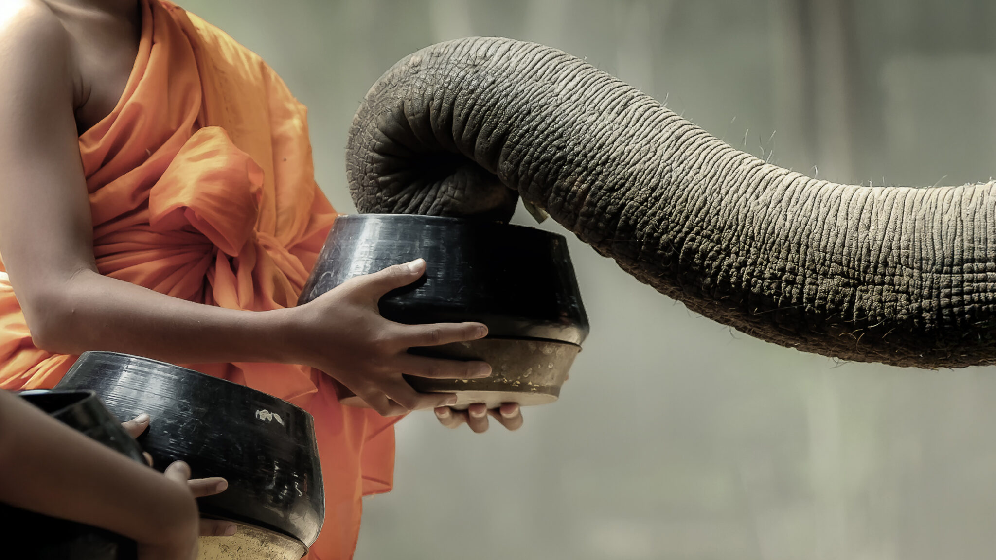 Budismo y vegetarianismo: comer con compasión